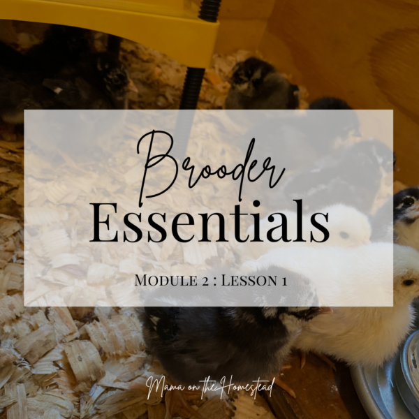 Broilers: From Brooder to Butcher Course - Mama on the Homestead