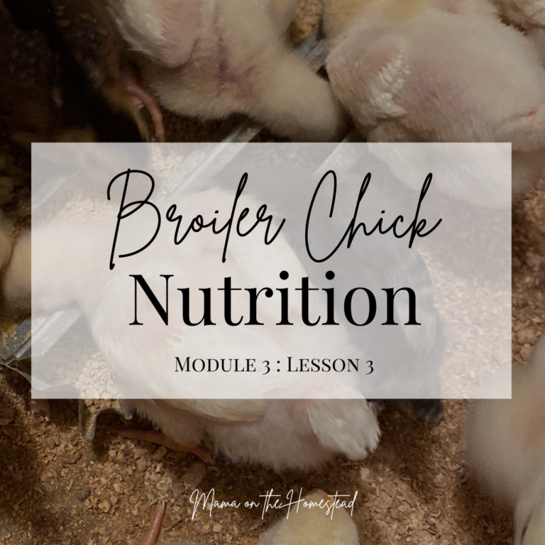 Broilers: From Brooder to Butcher Course - Mama on the Homestead