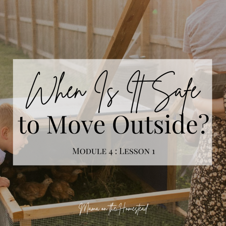 Broilers: From Brooder to Butcher Course - Mama on the Homestead